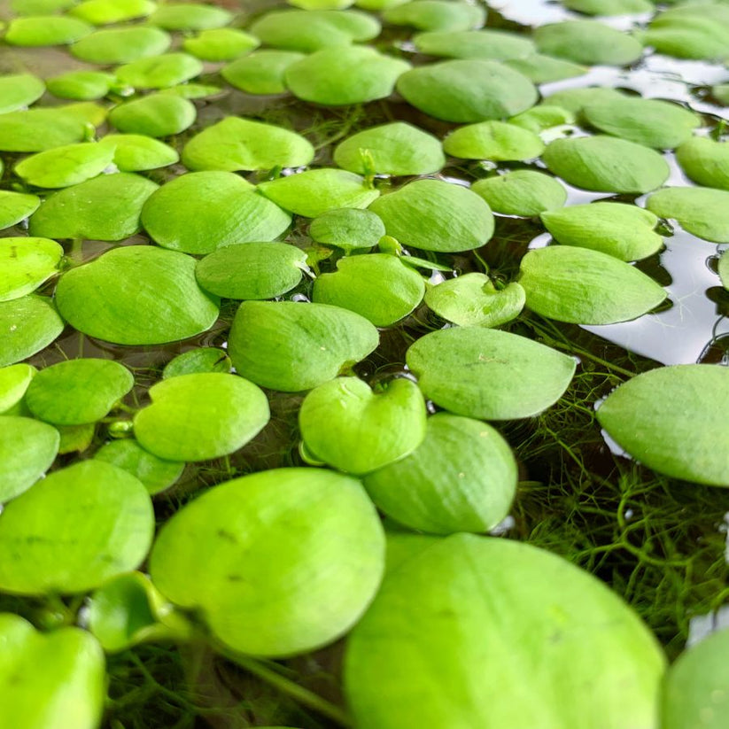 Amazon Frogbit – Wetplants
