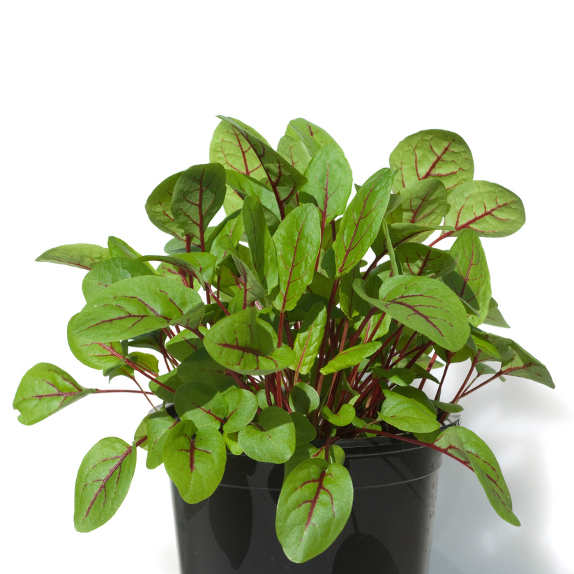 Bloody Dock (Rumex sanguineus) 2" Potted Hardy Marginal Plant – Wetplants