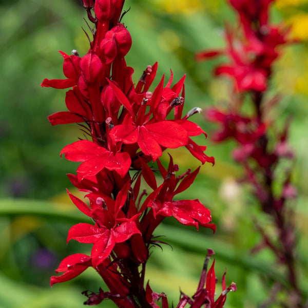 Cardinal Flower (Lobelia cardinalis) 2" Potted Hardy Marginal Plant ...