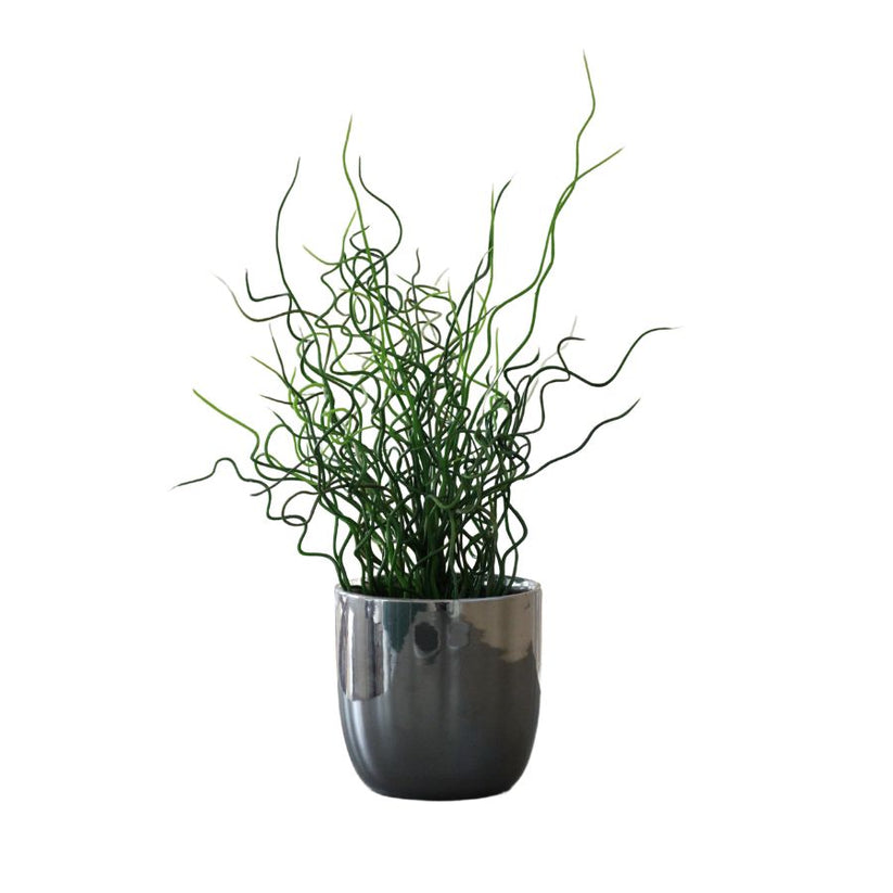 Corkscrew Rush (Juncus effusus 'Spiralis') 2" Potted Hardy Marginal Pl ...