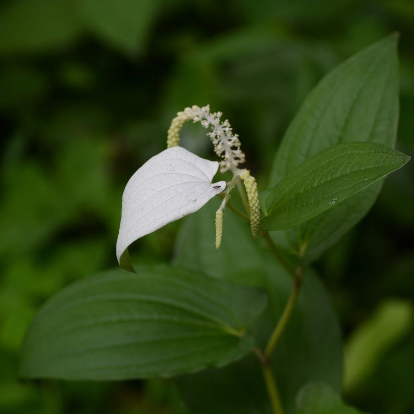 Lizard Tail Plant (Saururus cernuus) 2" Potted Hardy Marginal Plant ...