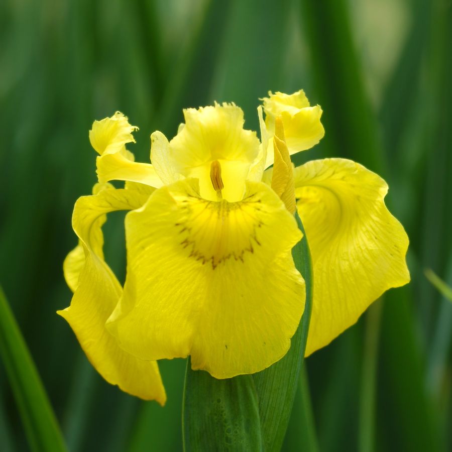 Iris x Louisiana 2" Potted Hardy Marginal Plant – Wetplants