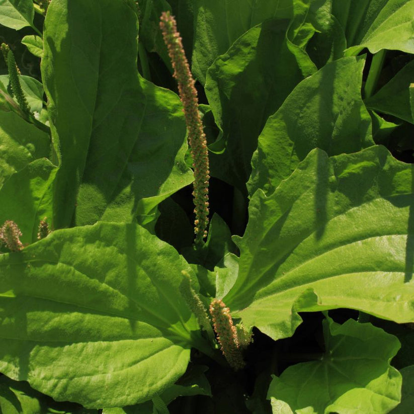 Red Plantain (Plantago major 'rubrifolia') 2" Potted Hardy Marginal Pl ...