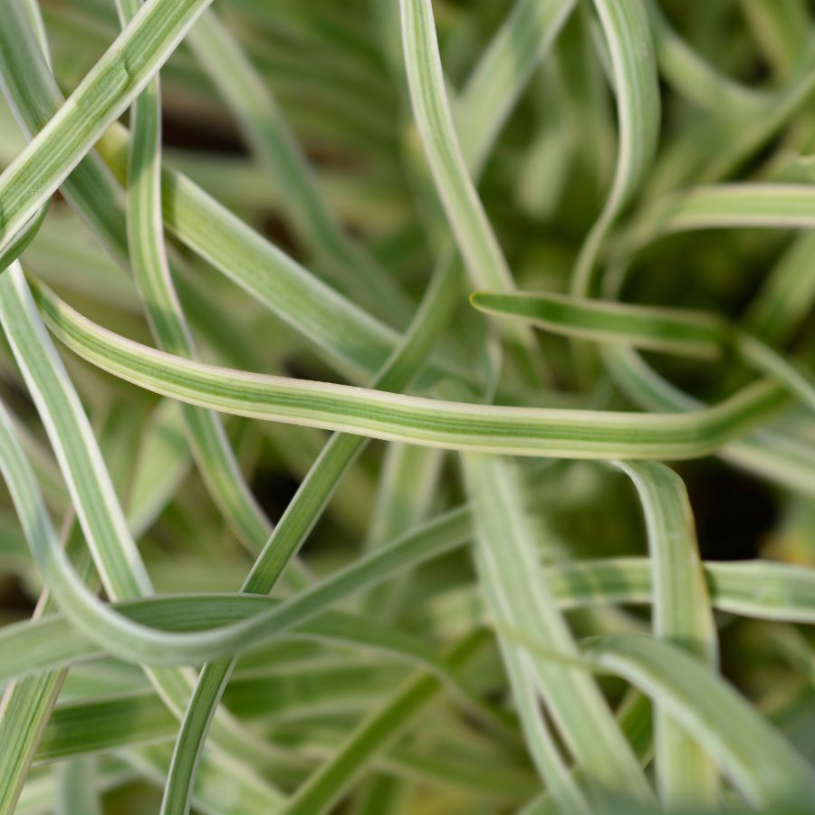 Society Garlic| Tropical Pond Plant | Marginal Pond Plant – Wetplants