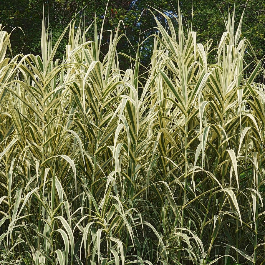 Variegated Giant Reed (Arundo donax) 2" Potted Hardy Marginal Plant ...