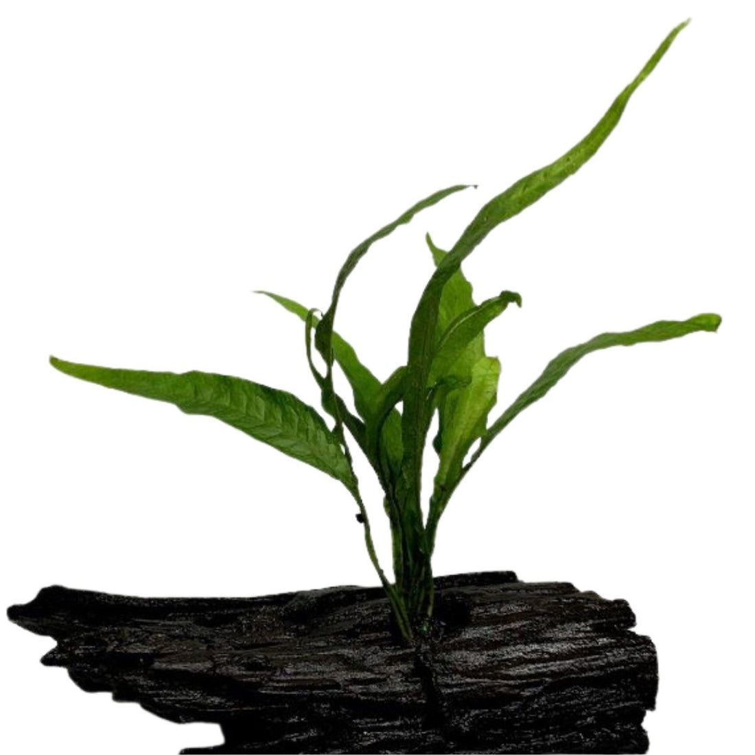Driftwood Imbedded with Java Lace Fern – Wetplants