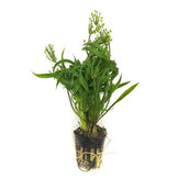 Vesuvius (Spiral) Sword Plant – Wetplants
