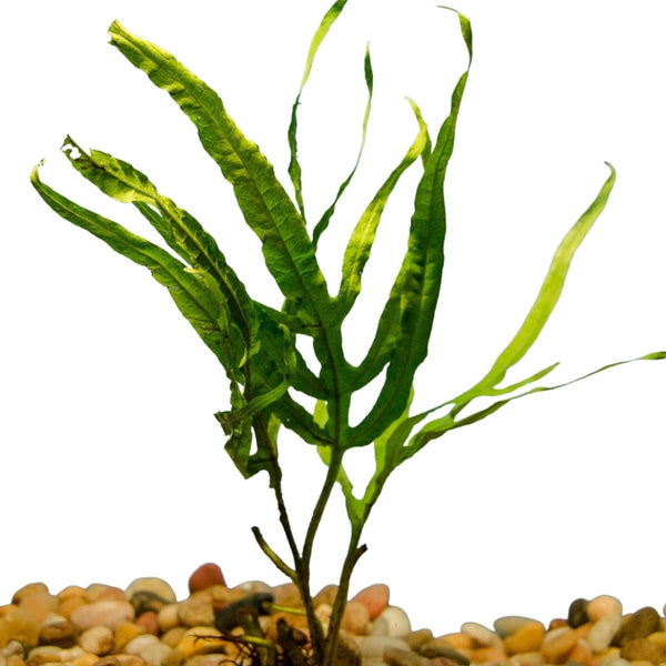 Java Fern Trident - 3 Pack - Wetplants