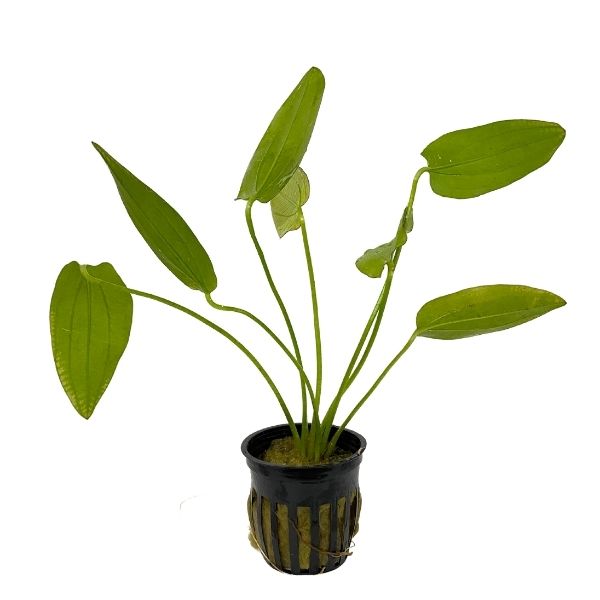 Oriental Sword Plant - Wetplants