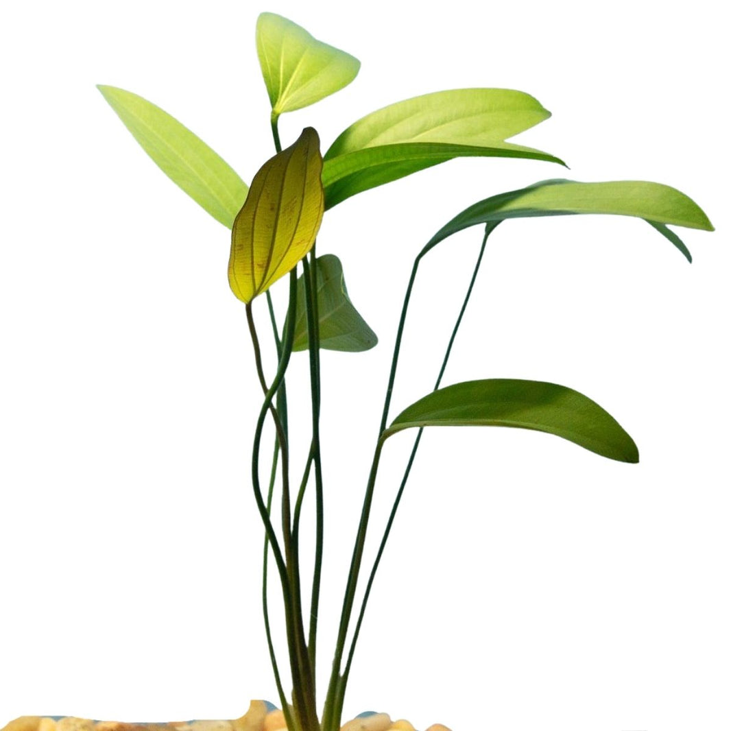 Sword Plants – Page 2 – Wetplants