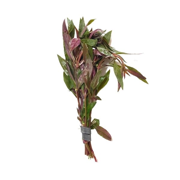 Scarlet Temple (Alternanthera Reineckii) – Wetplants