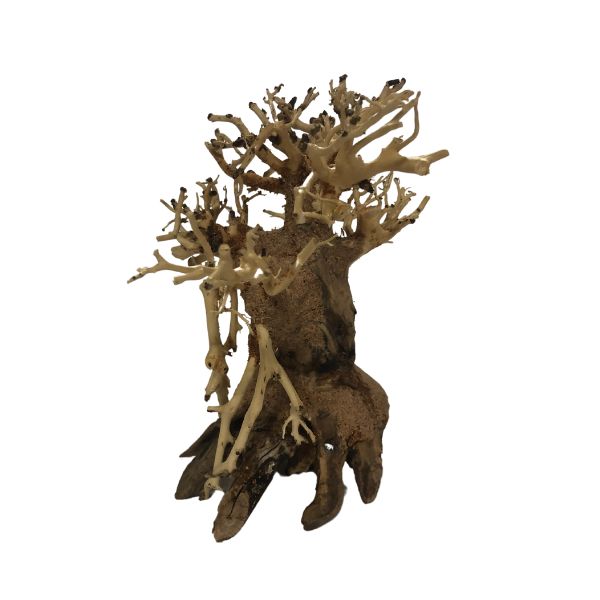 Dragonwood Bonsai Tree Driftwood - 6" - Wetplants
