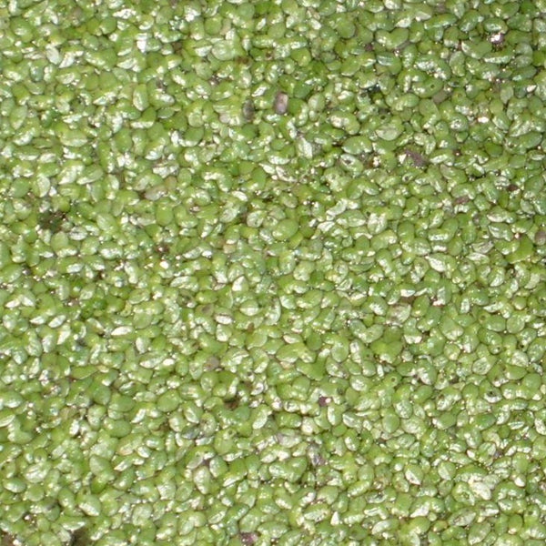 Duckweed - Wetplants