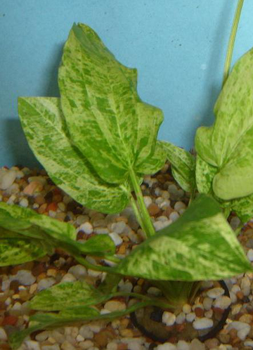 Sword Plants – Wetplants