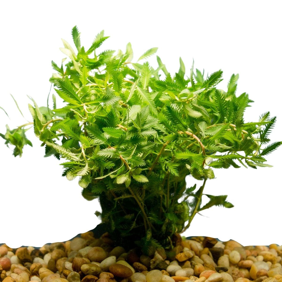 Marsh Mermaid Bunch Plant – Wetplants
