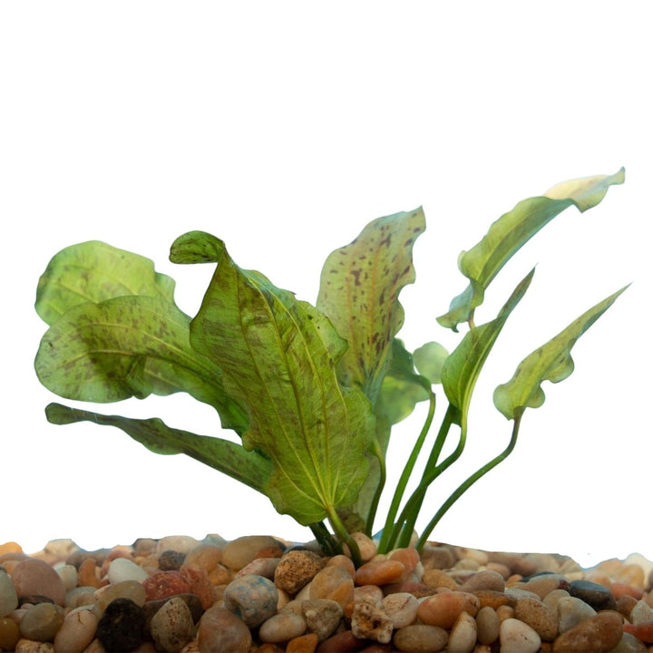 Sword Plants – Wetplants