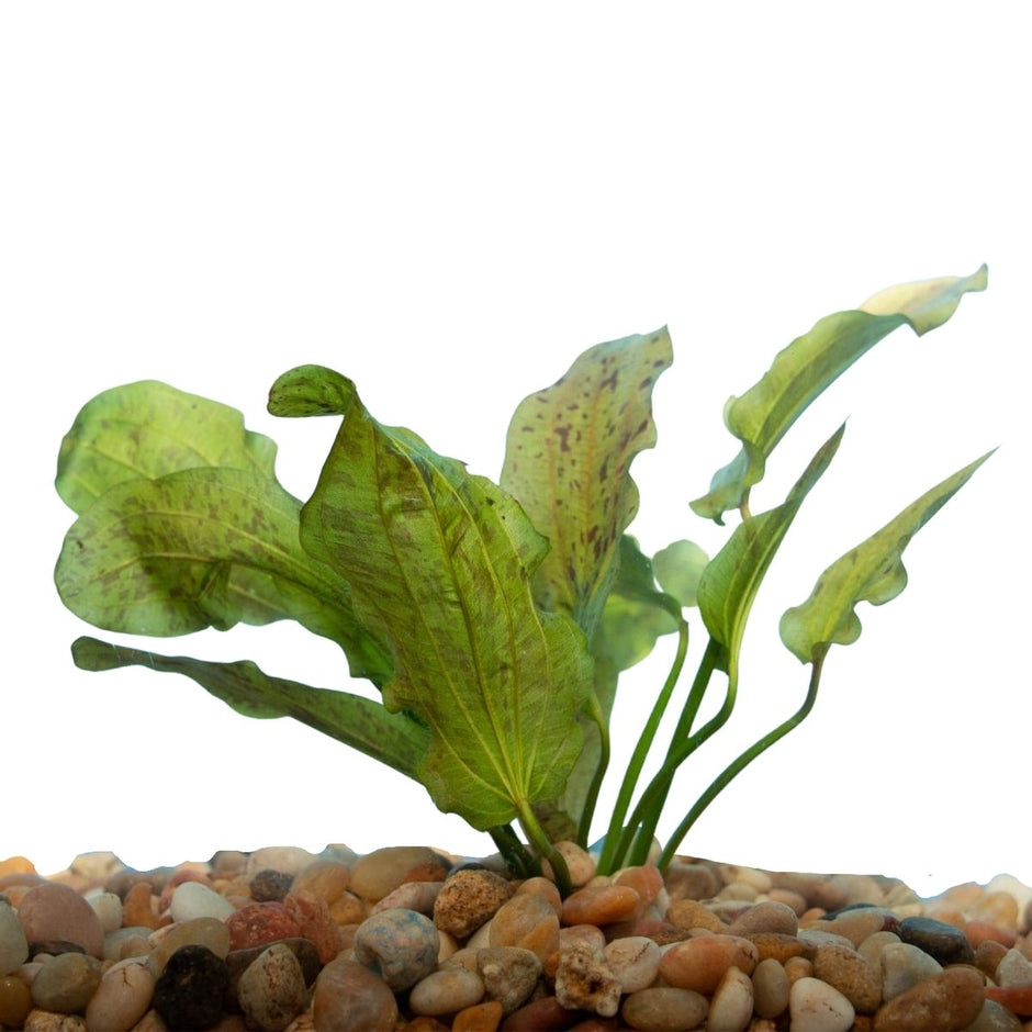 Sword Plants – Wetplants