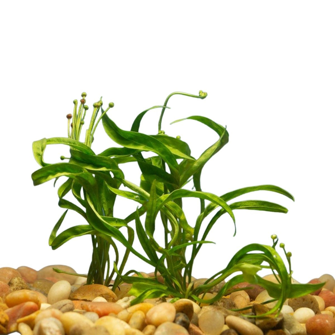 Vesuvius (Spiral) Sword Plant – Wetplants
